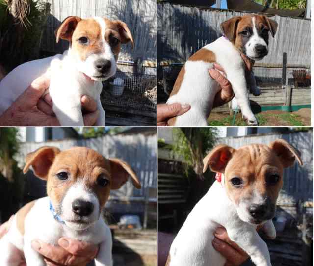 Pure Jack Russell Pups | Dogs & Puppies | Gumtree Australia Townsville ...