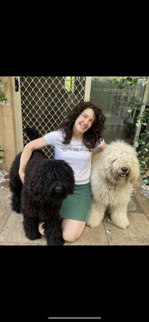 Beautiful Intact 2 yr old black Poodle x Clumber Spaniel 2yrs old ...