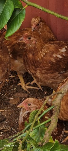 Isa Brown Pullets | Livestock | Gumtree Australia Burnie Area - Burnie ...
