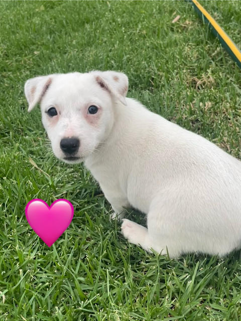 Pure Jack Russel puppies | Dogs & Puppies | Gumtree Australia Swan Hill ...