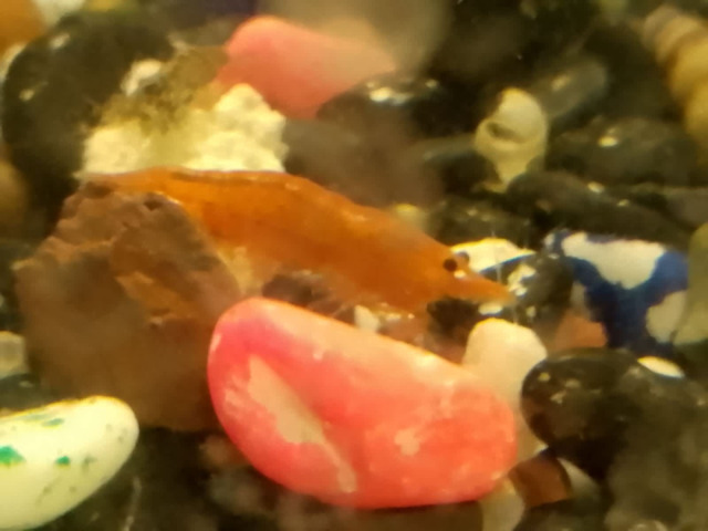 shrimp breeding colony full set up | Fish | Gumtree Australia Kalamunda ...