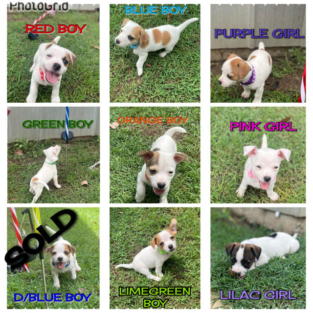 MINI FOXY X JACK RUSSELL PUPS - looking 4 Besties 👯‍♀️ | Dogs & Puppies ...