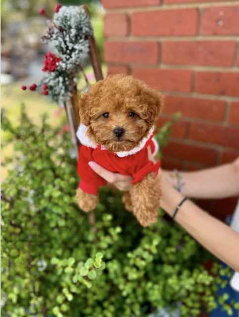 Teacup Shmoodle puppy Ready now | Dogs & Puppies | Gumtree Australia ...