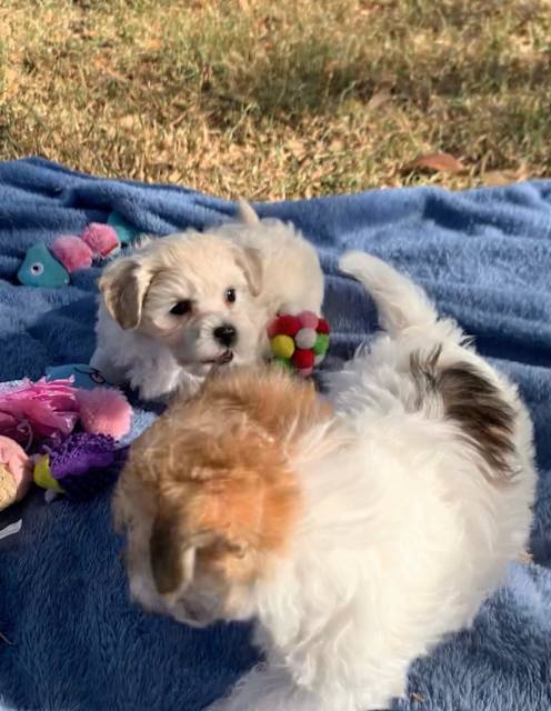 Mini Moodle x Puppies | Dogs & Puppies | Gumtree Australia Ipswich City ...