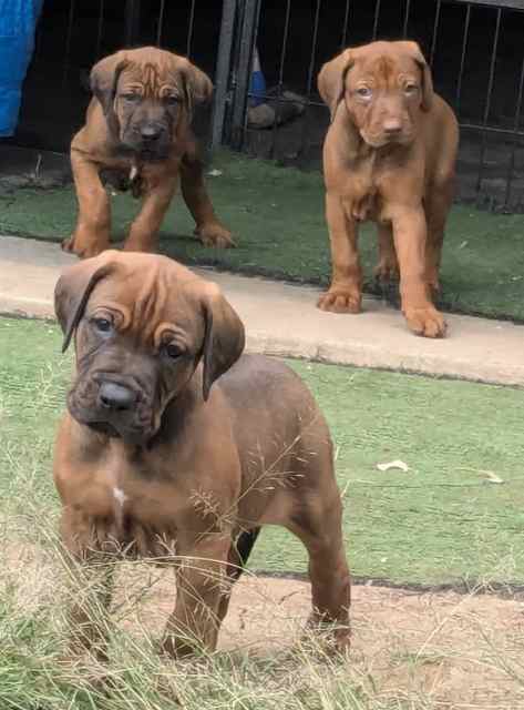 Purebred Rhodesian Ridgeback Pups from Top Winning Imported Bloodlines ...