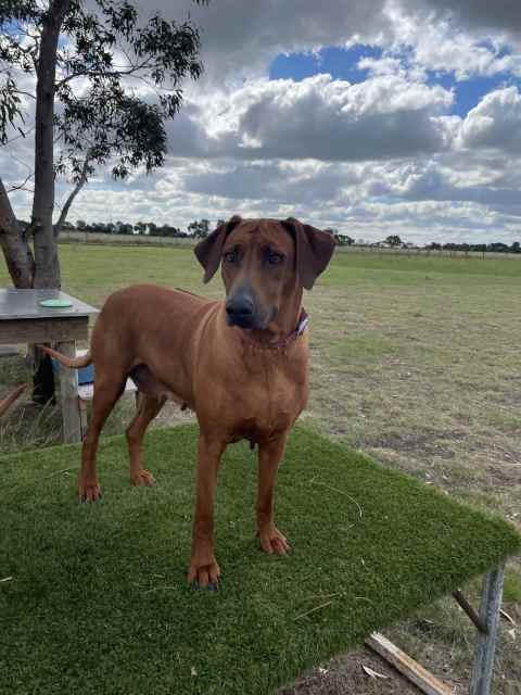 Rhodesian Ridgeback 4 yr old Female | Dogs & Puppies | Gumtree ...