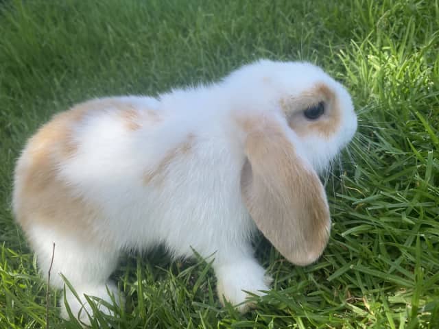 Mini lop bunny and cage | Rabbits | Gumtree Australia Maitland Area ...