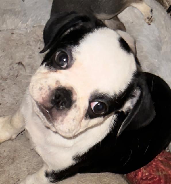 Panda FRUG (frenchie x pug) | Dogs & Puppies | Gumtree Australia ...