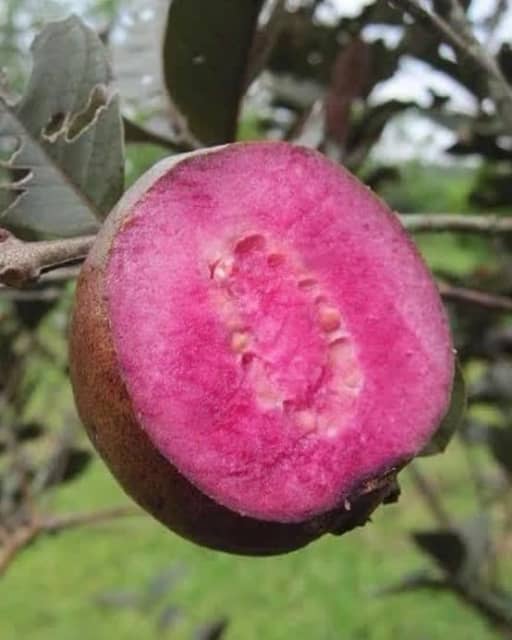 Purple Guava Psidium rufum Grate size batch - Plants in Dandenong VIC ...