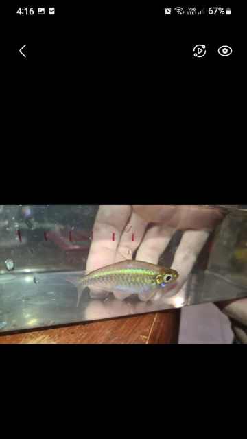 swordtails & female congo Tetra | Fish | Gumtree Australia Caboolture ...