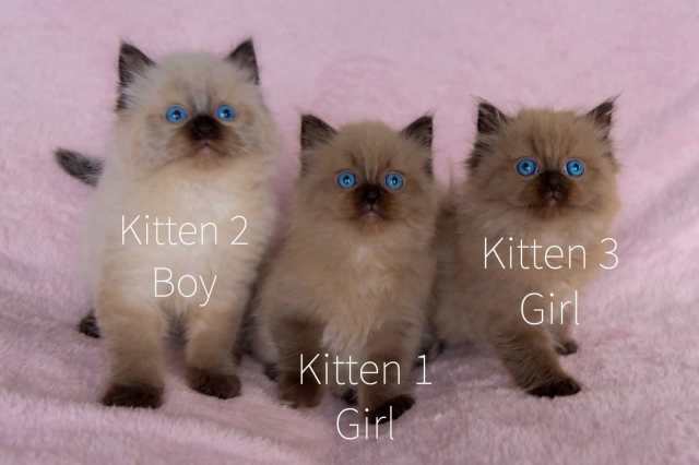 3 RARE Mink and Traditional Ragdoll Kittens READY TO GO NOW😻 | Cats ...