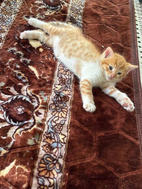 😎Blue eyes Apricot cat kitten. He is an Apricot Lap Napper, Very rare ...