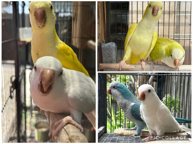 Breeding pairs of Quaker Parrots, Rainbow Budgies - Birds | Birds ...