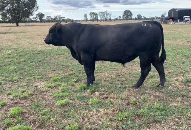 1 Stud Angus Bulls | Livestock | Gumtree Australia Benalla Area ...