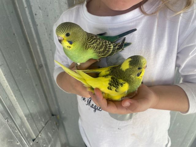 Young baby budgies | Birds | Gumtree Australia Rockingham Area - Safety ...