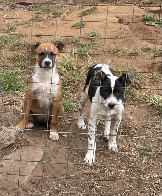 Only 2 girls left | Dogs & Puppies | Gumtree Australia Dorset Area ...