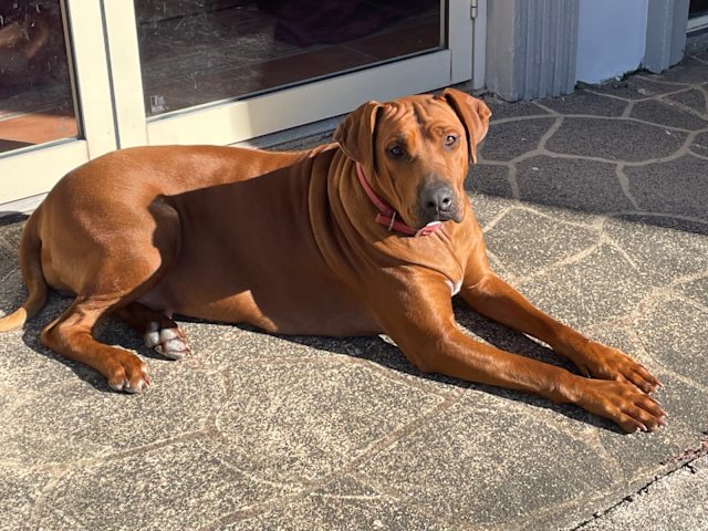 Rhodesian Ridgeback Adult Female & Adolescent Male Puppy | Dogs ...