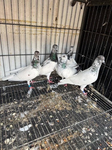 Budapest pigeon for sale | Birds | Gumtree Australia Blacktown Area ...