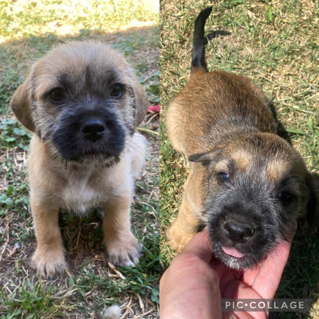 Maltese x Cocker Spaniel x Staffy Puppies | Dogs & Puppies | Gumtree ...