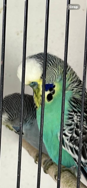 Budgies ( White Cap) | Birds | Gumtree Australia Cessnock Area ...