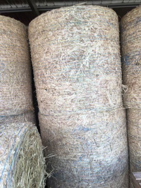 Round bales Oaten hay - Miscellaneous Goods in Mudgee NSW | Gumtree ...