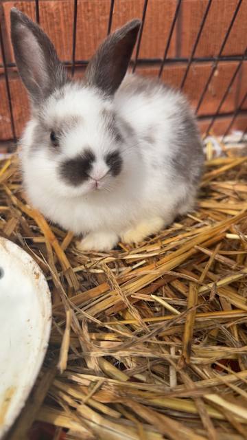 Baby rabbits | Rabbits | Gumtree Australia Liverpool Area - Austral ...