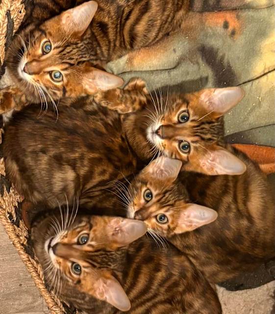 Purebred Toyger Kittens - Registered Breeder | Cats & Kittens | Gumtree ...