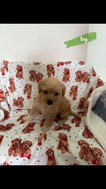 F2 cavoodle puppies | Dogs & Puppies | Gumtree Australia Gold Coast ...