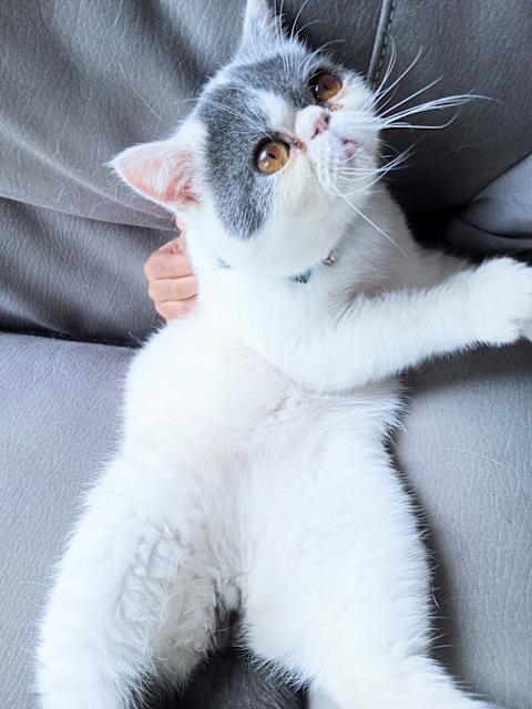 Unique ENTIRE Exotic Shorthair🐾🌷💓🌸 | Cats & Kittens | Gumtree Australia ...