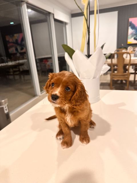 Cavoodle F2 puppy | Dogs & Puppies | Gumtree Australia Brisbane North ...