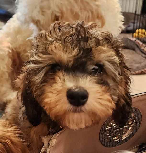 Gorgeous F2 Cavoodle girl pups DNA tested parents | Dogs & Puppies ...
