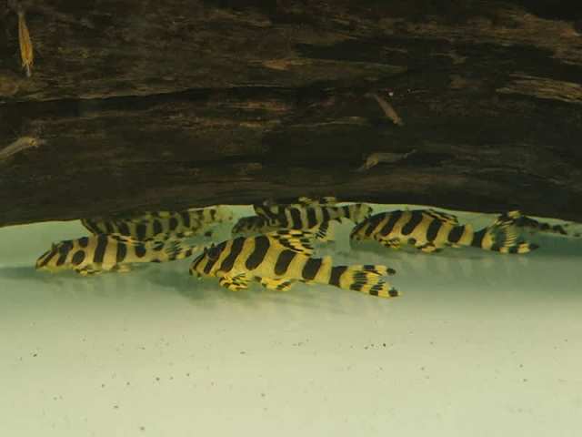 L134 pleco | Fish | Gumtree Australia Kalamunda Area - High Wycombe ...