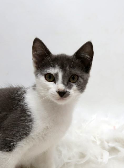 Velvet-Affectionate, blue & white female kitten-ALL VET WORK DONE | Cats & Kittens | Gumtree ...
