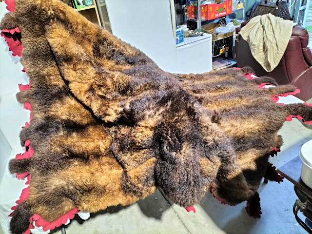 Rare Antique Tasmanian Possum Pelt Skin Rug Blanket Cloak Taxidermy ...