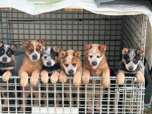Australian cattle dog puppies | Dogs & Puppies | Gumtree Australia ...
