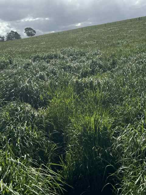 Taking orders now for this seasons little square bales of hay | Pet ...