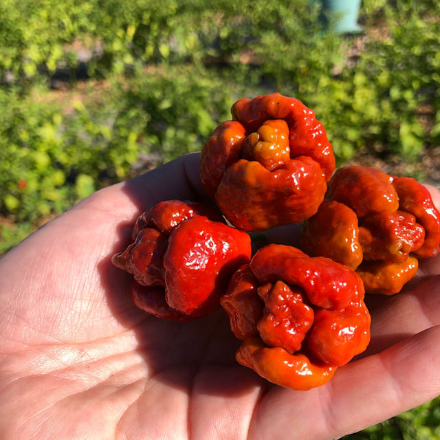 Rare, Heirloom & Common Chilli Seeds - Plants in Smithfield QLD ...