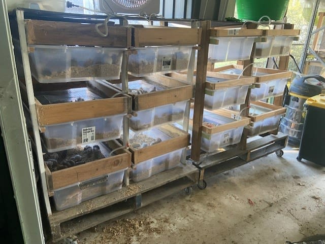 mouse breeding racks fully stocked with mice | Other Pets | Gumtree ...