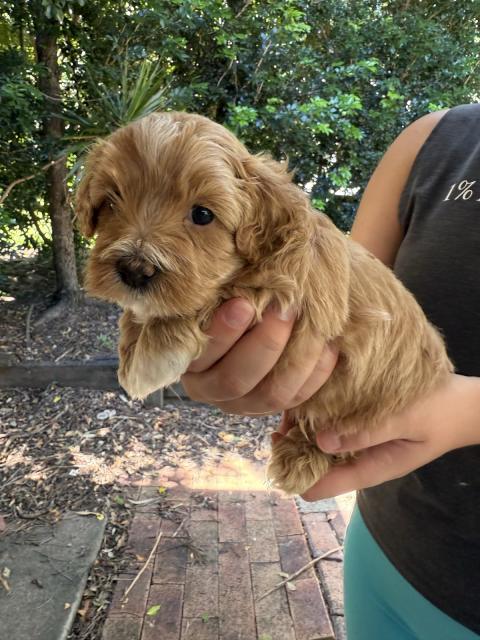 Moodle puppies | Dogs & Puppies | Gumtree Australia Logan Area ...