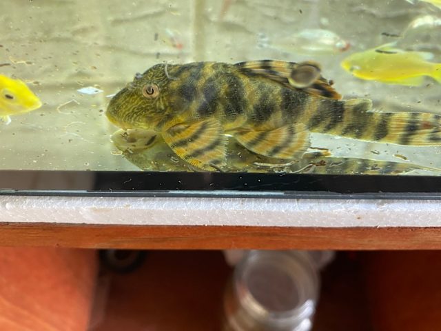 Rainbow fish and L397 pleco | Fish | Gumtree Australia Swan Area ...