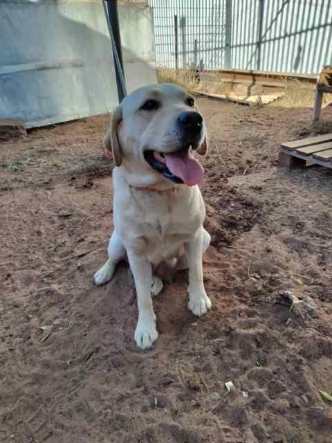 Labradors free to good home | Dogs & Puppies | Gumtree Australia ...