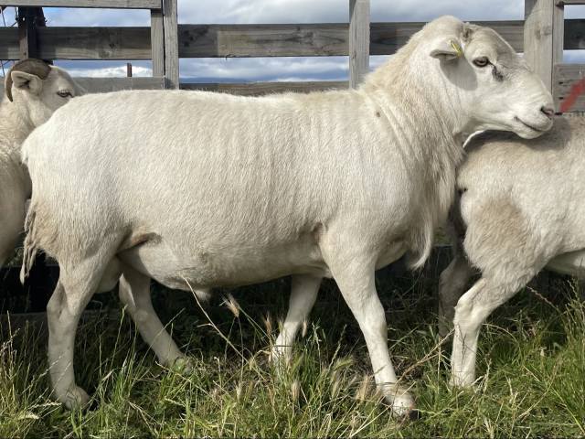 Australian White Ram | Livestock | Gumtree Australia Central Highlands ...
