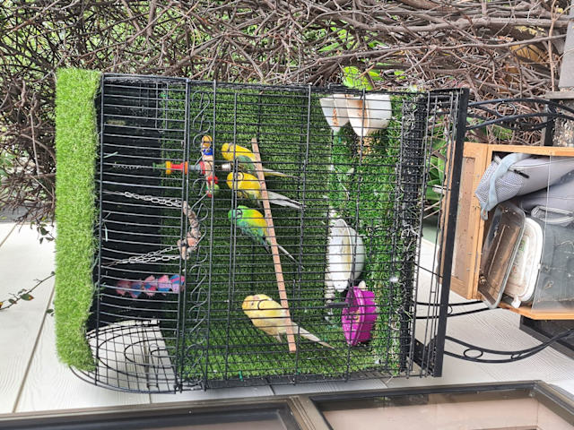 Red rumps breeding pair and babies | Birds | Gumtree Australia Outer ...