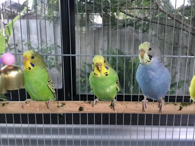 Budgies young and babies | Birds | Gumtree Australia Geelong City ...