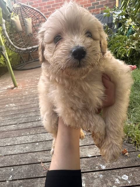 Pomeranian x miniature poodle( only 2 left ,$ dropped) | Dogs & Puppies ...
