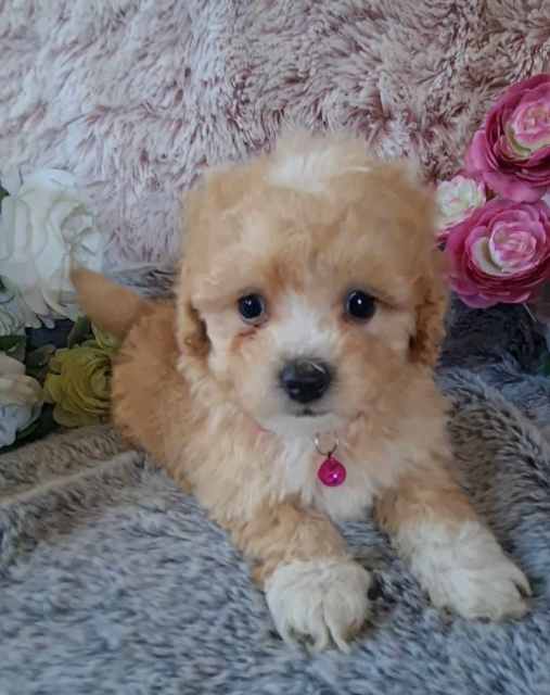 Adorable pocket/teacup moodles and maltepoochon100%DNA clear | Dogs ...