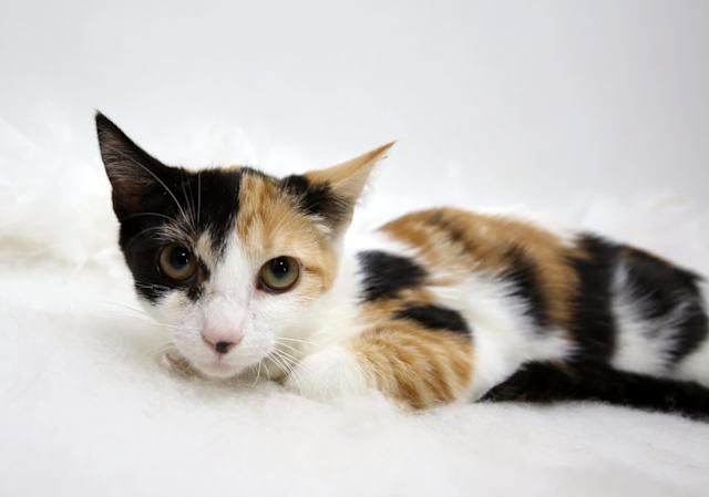 Rosie-Stunning, cuddly, female kitten-ALL VET WORK DONE | Cats & Kittens | Gumtree Australia ...