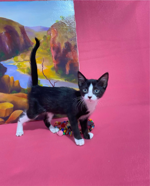 SUPER CUTE FRIENDLY CUROUS TUXIE GIRL | Cats & Kittens | Gumtree ...
