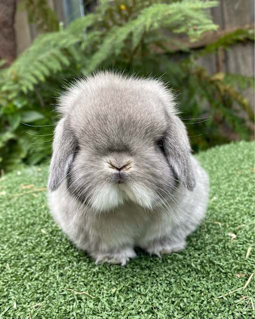 Purebred Mini Lops | Rabbits | Gumtree Australia Knox Area - Rowville ...