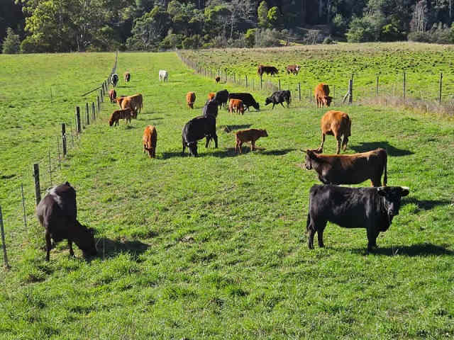 Dexter cow with calf & Wiltshire sheep with lamb, | Livestock | Gumtree ...